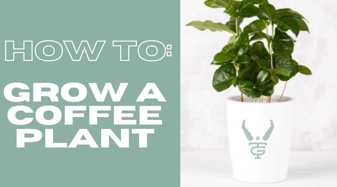 How to Grow a Coffee Plant: Coffee Plant Care