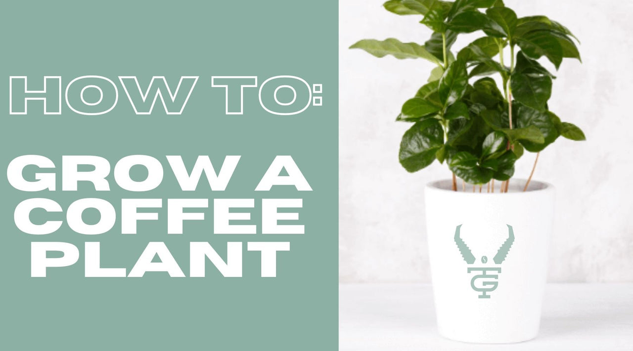 How to Grow a Coffee Plant: Coffee Plant Care